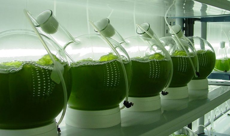 Científicos chilenos descubren microalgas con potencial uso en la ...