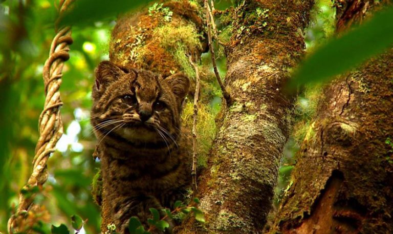 Activan plan para salvar a la güiña: el felino más pequeño de América - VCM
